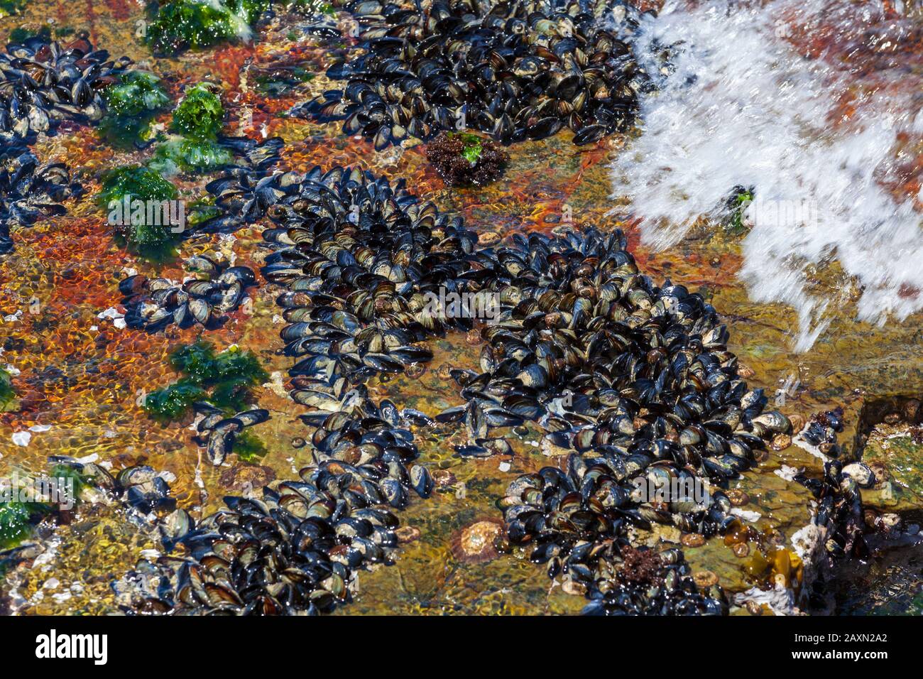 Marine Mollusc Choromytilus meridionalis Stock Photo - Alamy