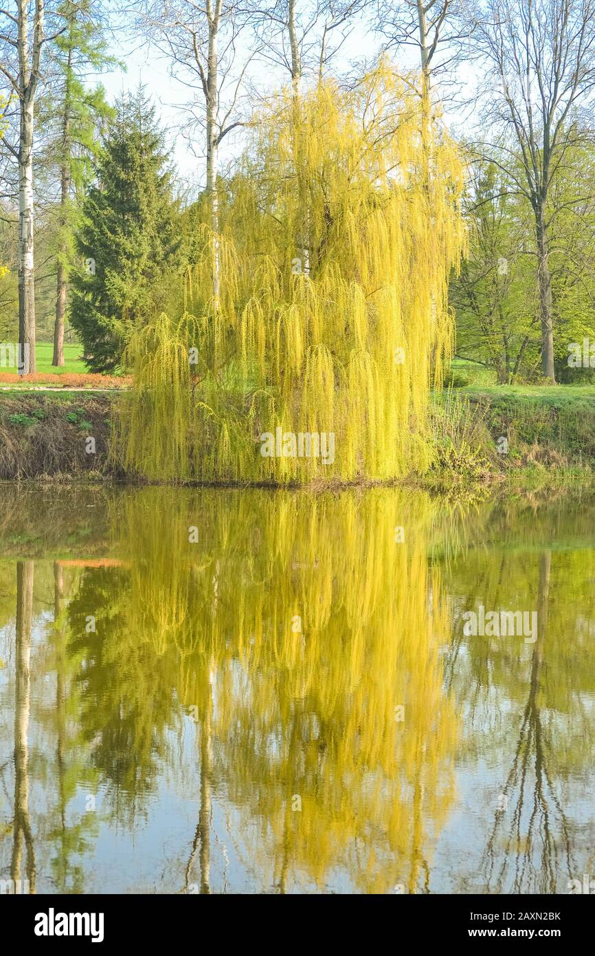 Spring willow tree painting hi-res stock photography and images - Alamy