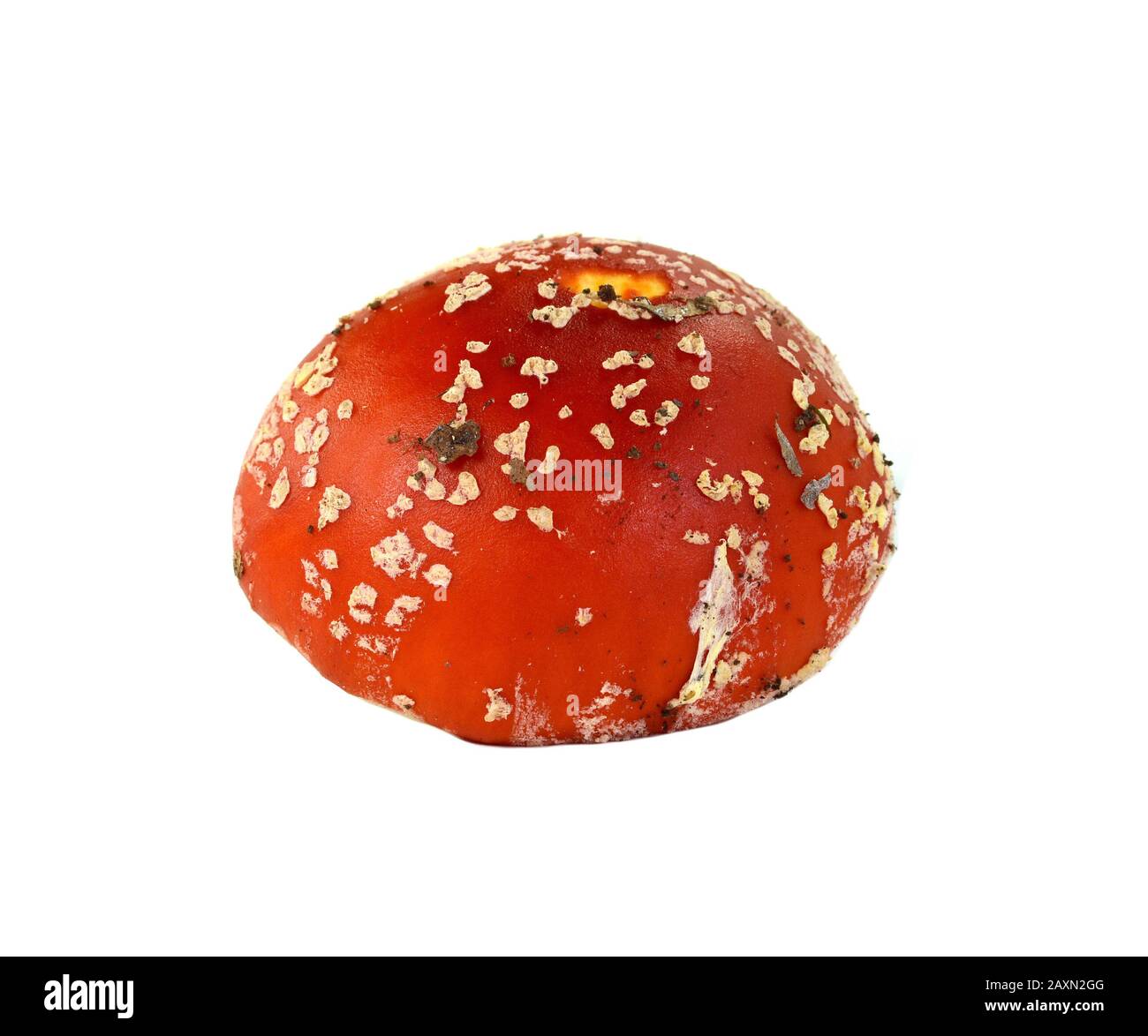 Hallucinogenic toadstool on isolated Cut Out Stock Images & Pictures ...