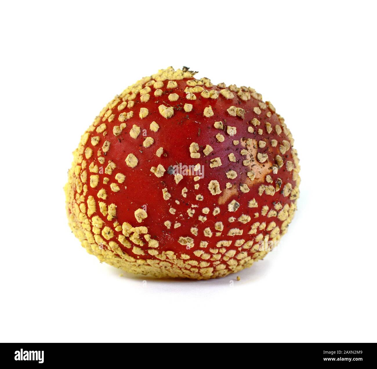 Hallucinogenic toadstool on isolated Cut Out Stock Images & Pictures ...