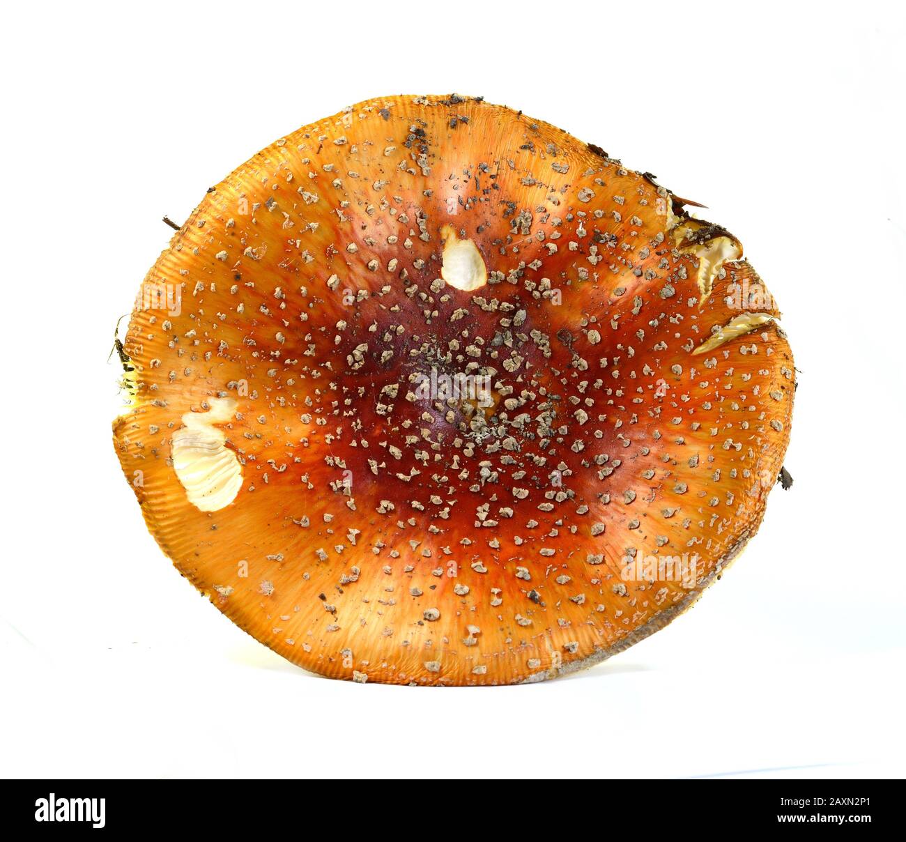 Hallucinogenic toadstool on isolated Cut Out Stock Images & Pictures ...