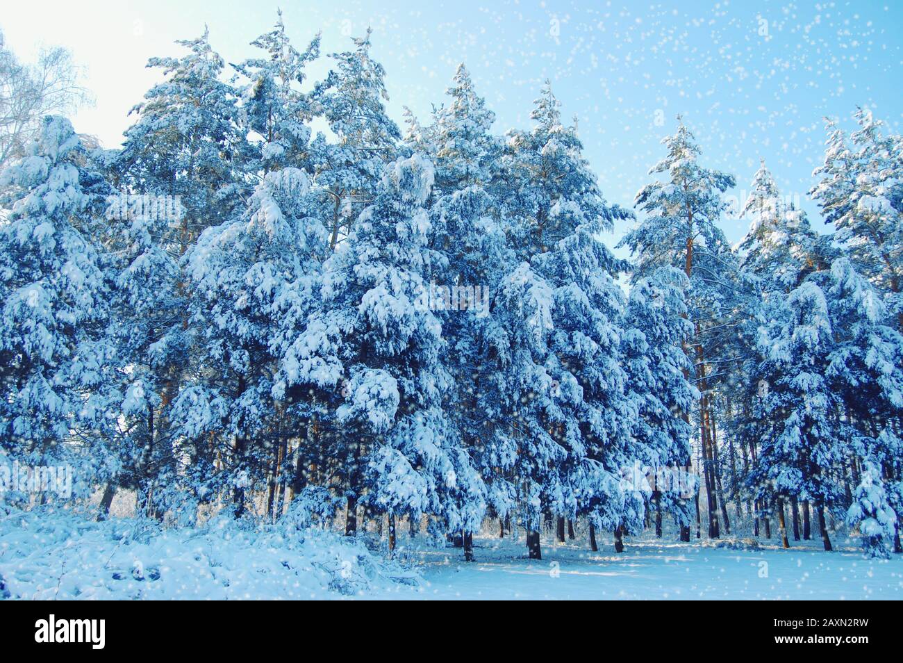 Tall pines hi-res stock photography and images - Alamy
