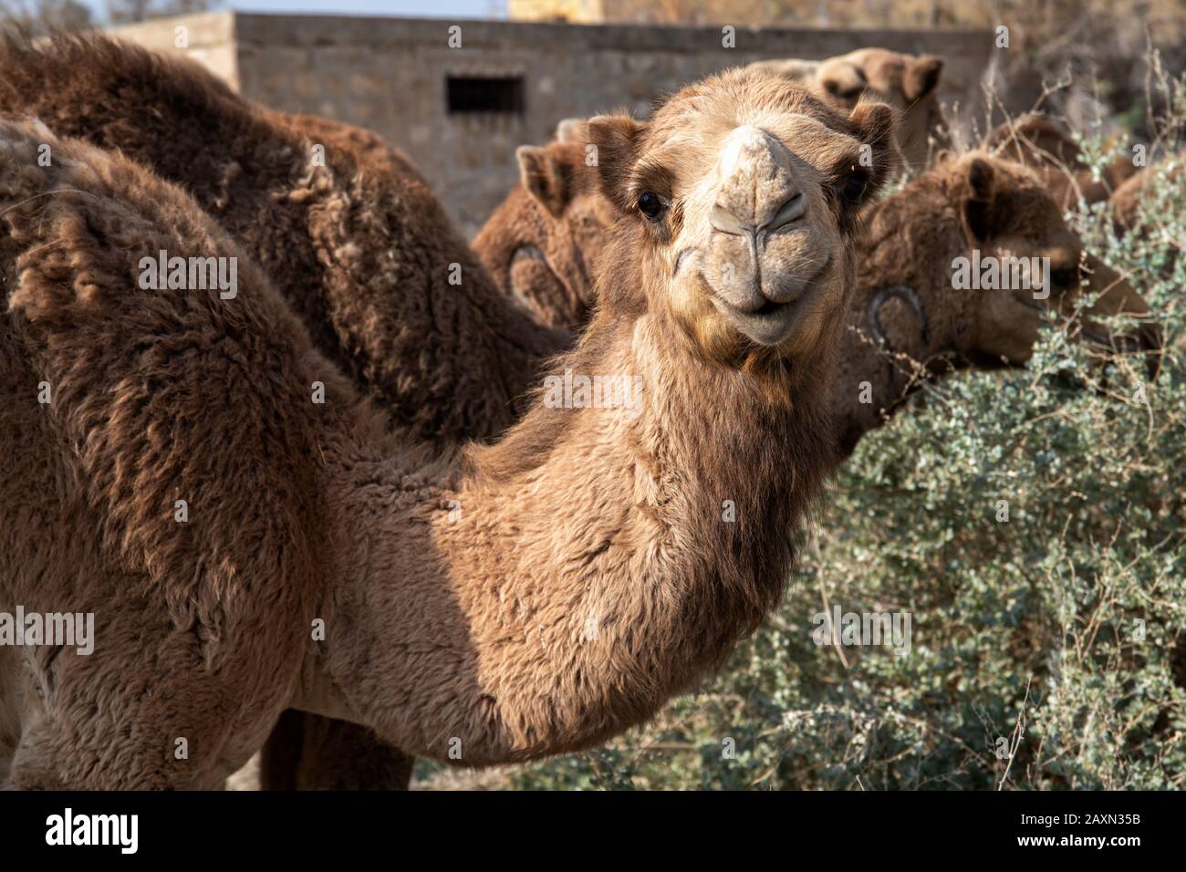 Camel Looking At Camera High Resolution Stock Photography and Images ...