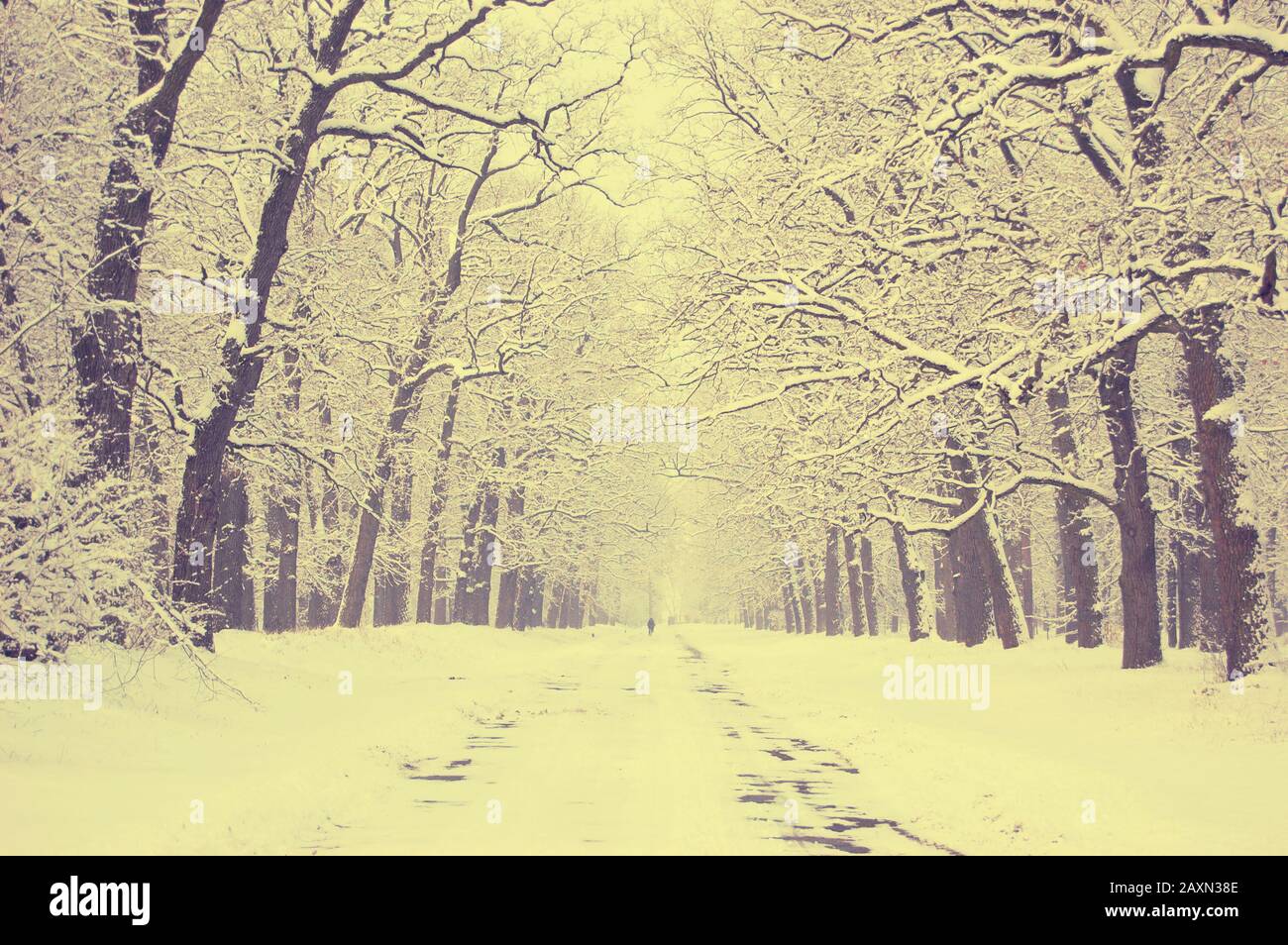 Snow-covered trees alley with a lot of snow Stock Photo - Alamy