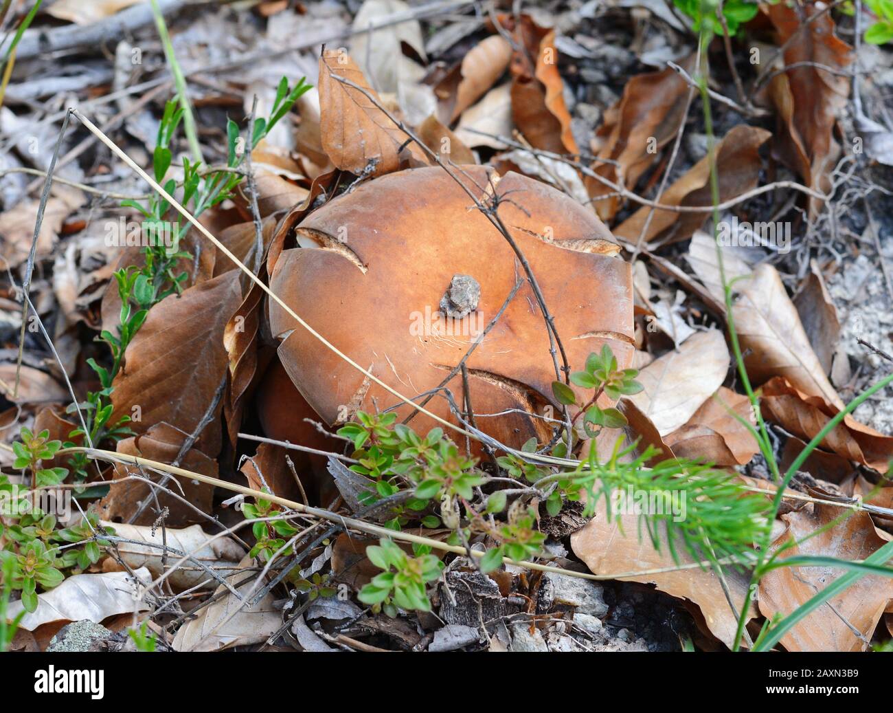 Delicious edible wild mushroom, with lot of common names, Weeping milk ...