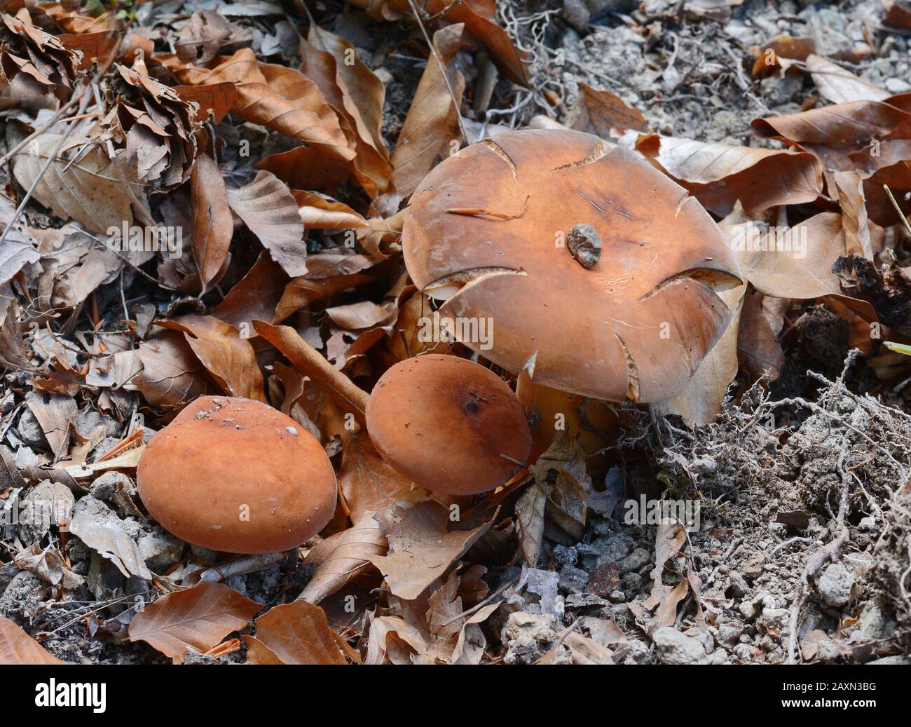 Delicious edible wild mushroom, with lot of common names, Weeping milk ...