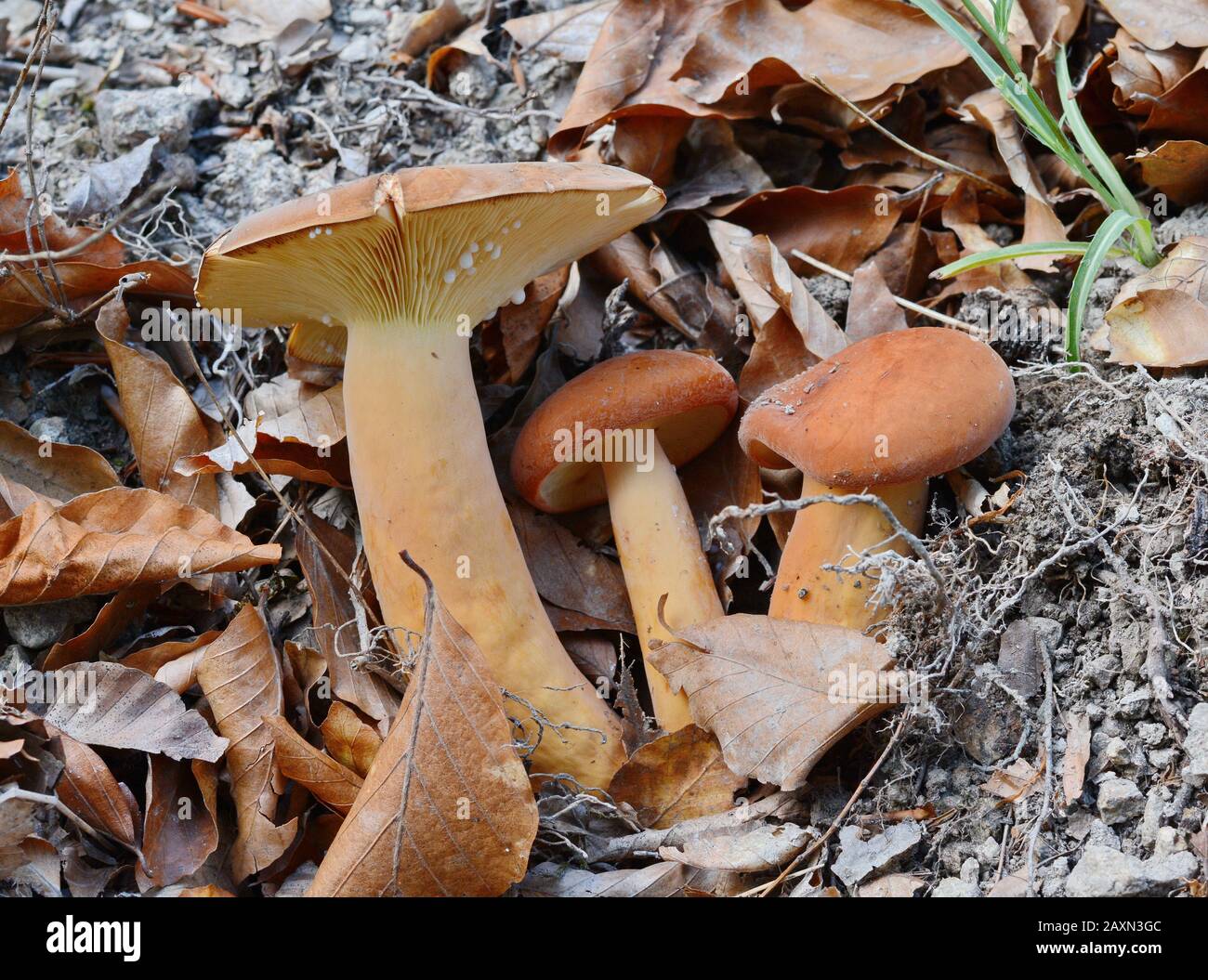 Delicious edible wild mushroom, with lot of common names, Weeping milk ...