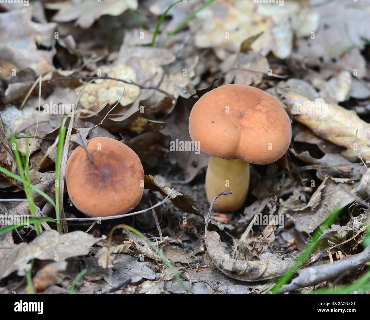 Delicious edible wild mushroom, with lot of common names, Weeping milk ...