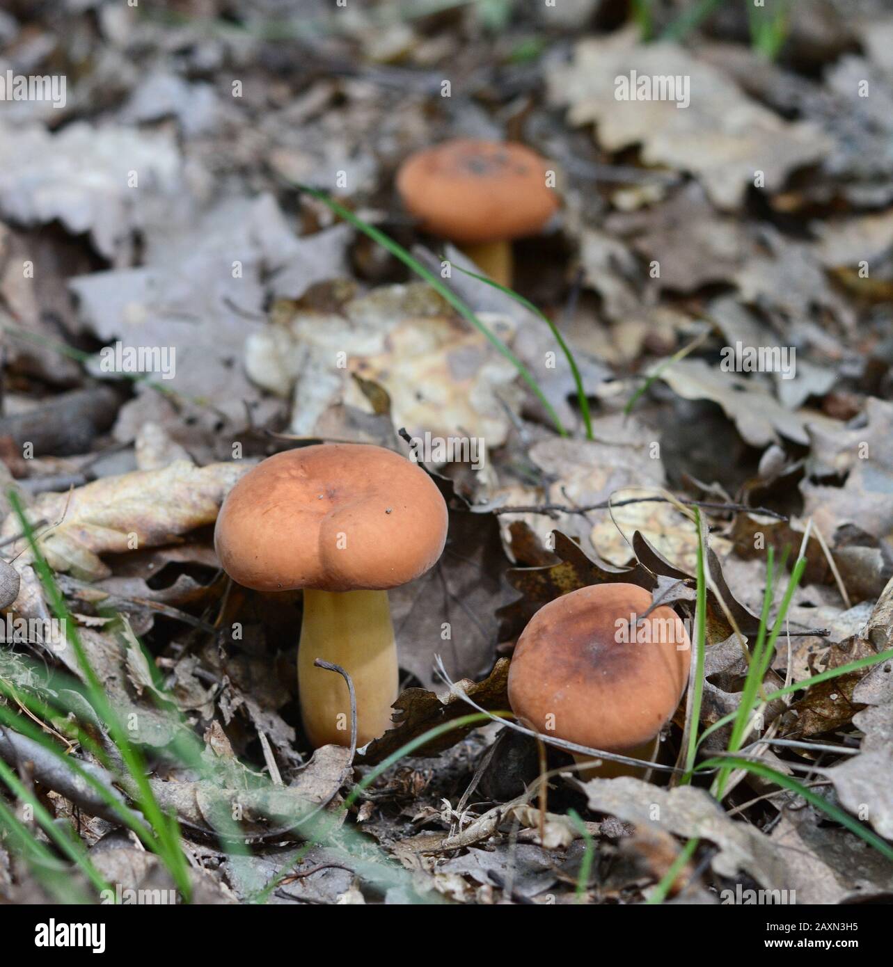 Delicious edible wild mushroom, with lot of common names, Weeping milk ...
