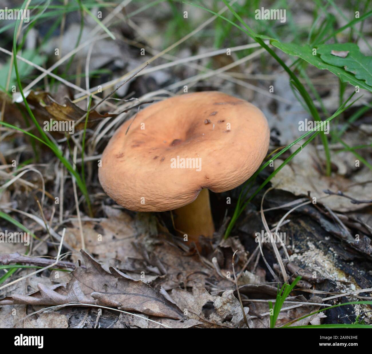Delicious edible wild mushroom, with lot of common names, Weeping milk ...