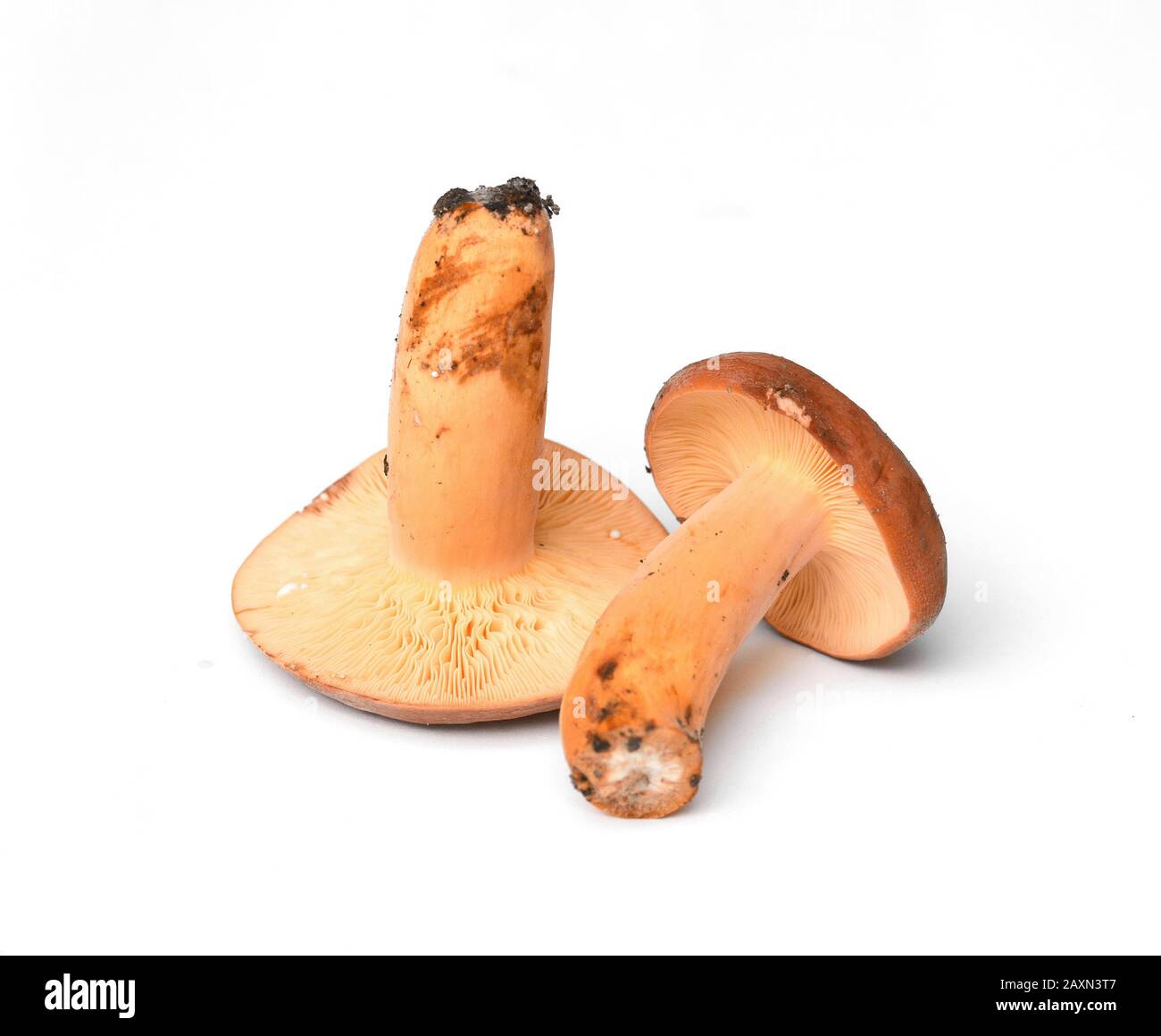 Delicious edible wild mushroom, with lot of common names, Weeping milk ...