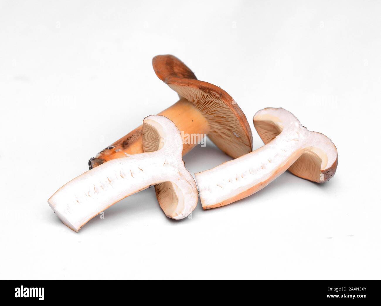 Delicious edible wild mushroom, with lot of common names, Weeping milk ...