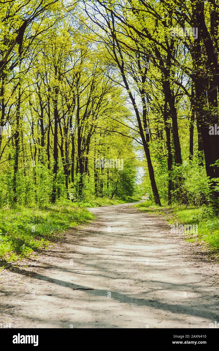Translucent leaves hi-res stock photography and images - Alamy