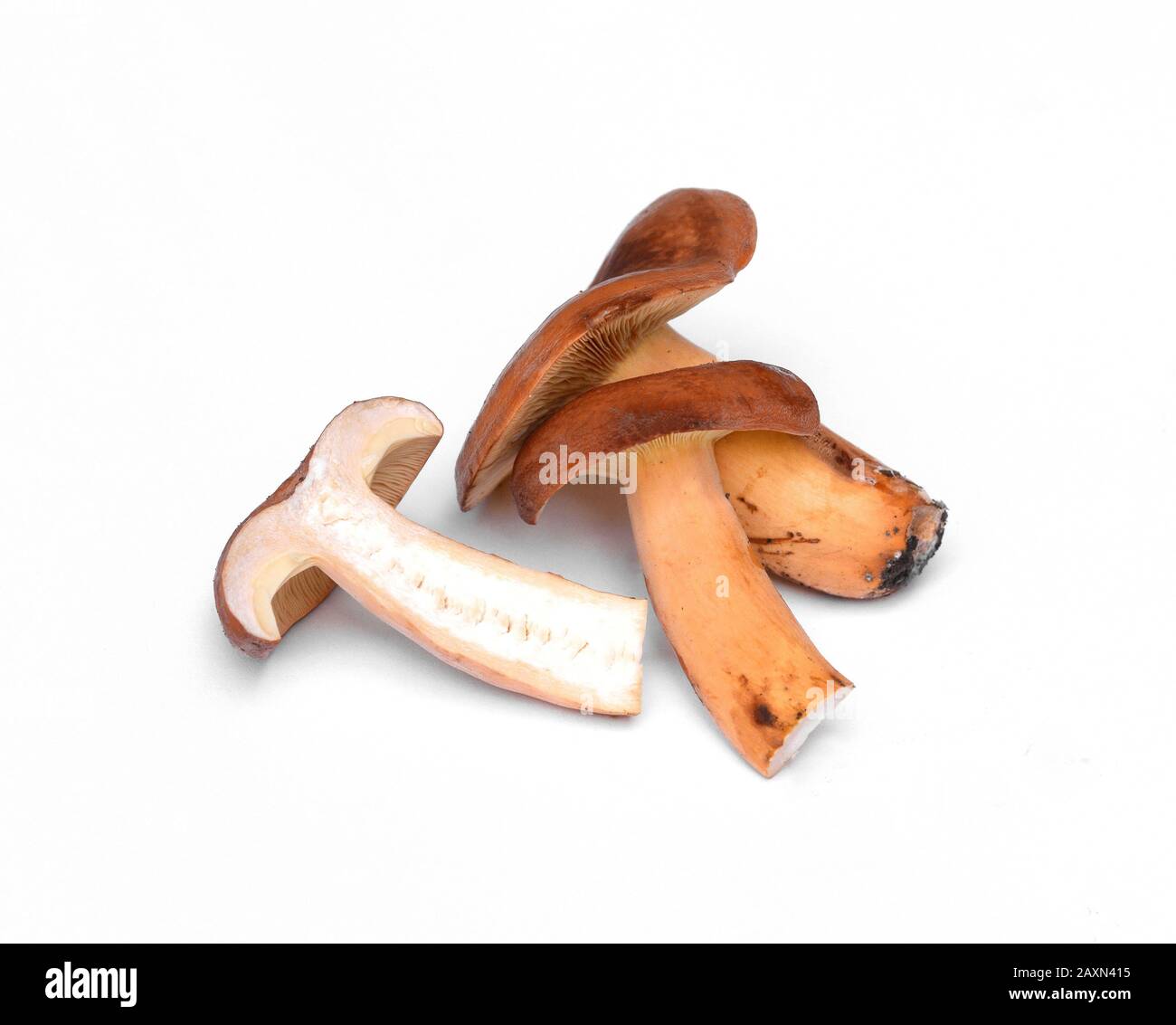Delicious edible wild mushroom, with lot of common names, Weeping milk ...