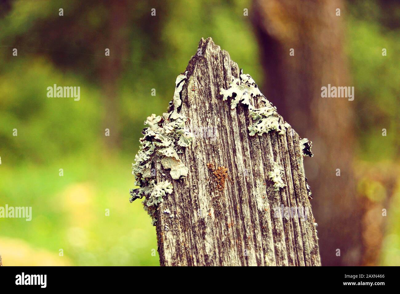 different types of moss growing on the bark of an old tree, macro Stock ...