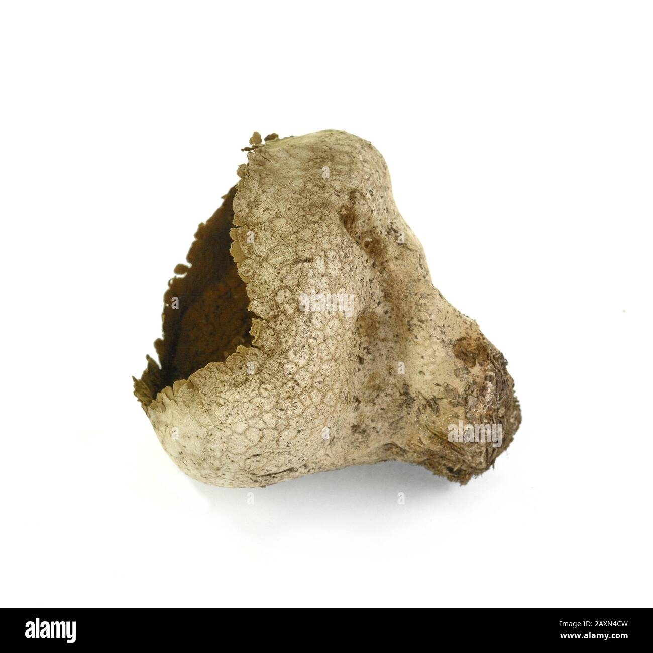 Dried Mushrooms common puffball (Lycoperdon perlatum) with seeds ...