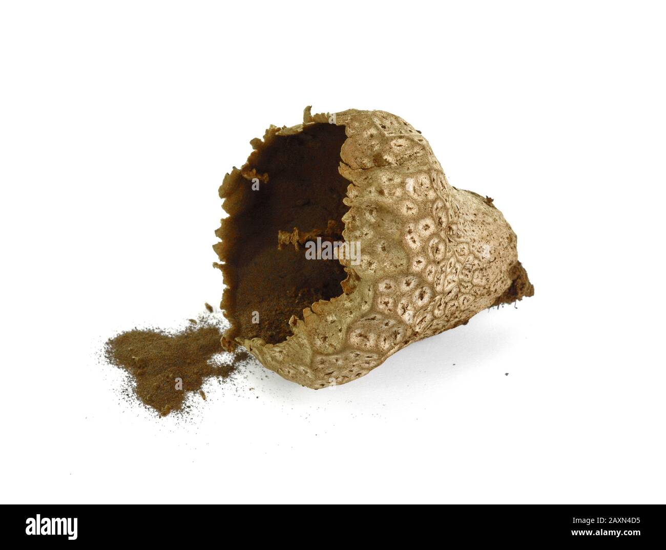 Dried Mushrooms common puffball (Lycoperdon perlatum) with seeds ...