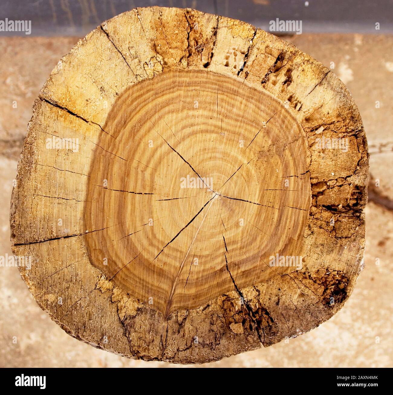 Corte de um tronco mostrando os anéis de crescimento, Cut of a Trunk ...