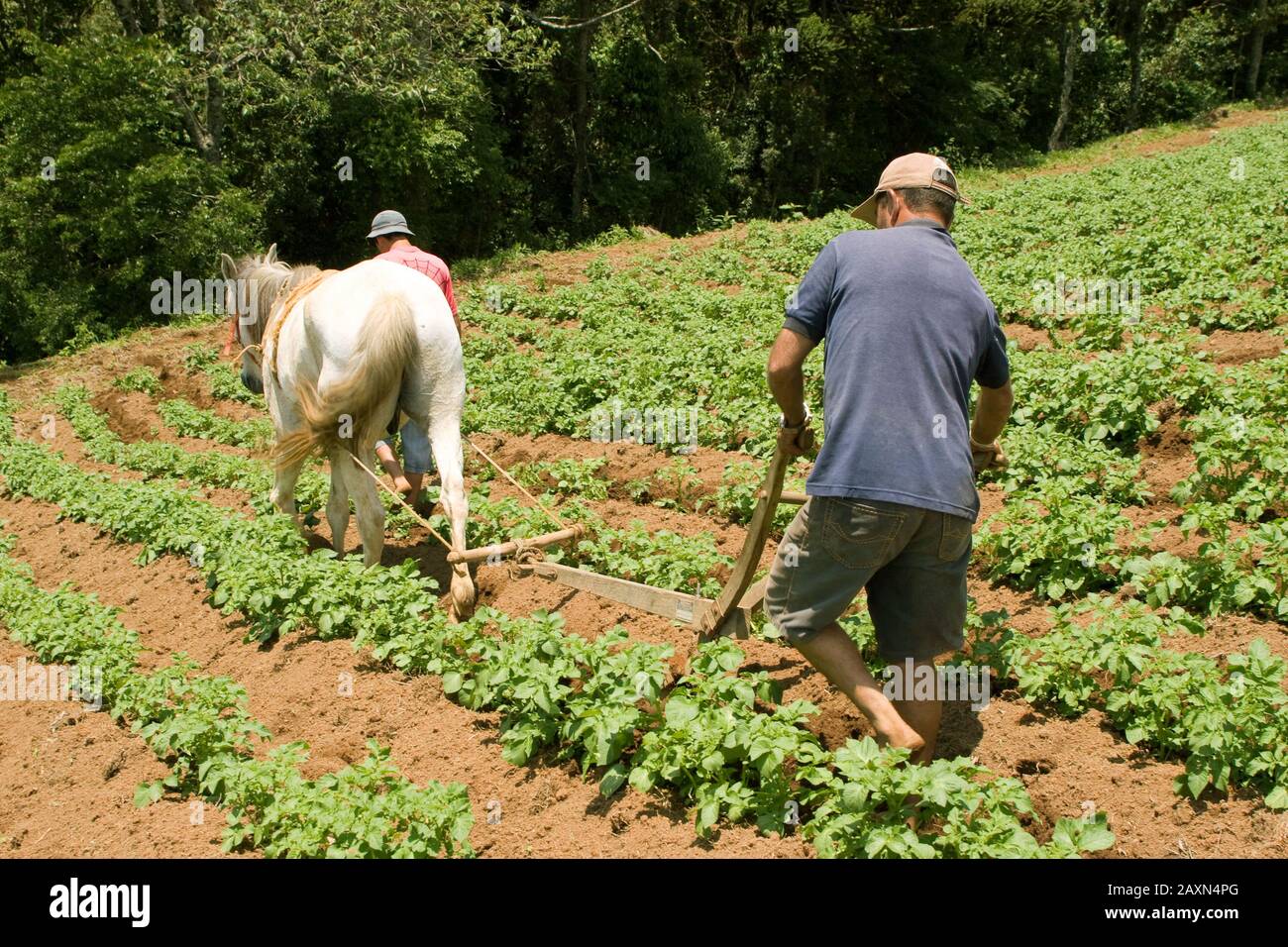Plowed By Animal Traction, Toledo, Minas Gerais, Brazil Stock Photo - Alamy