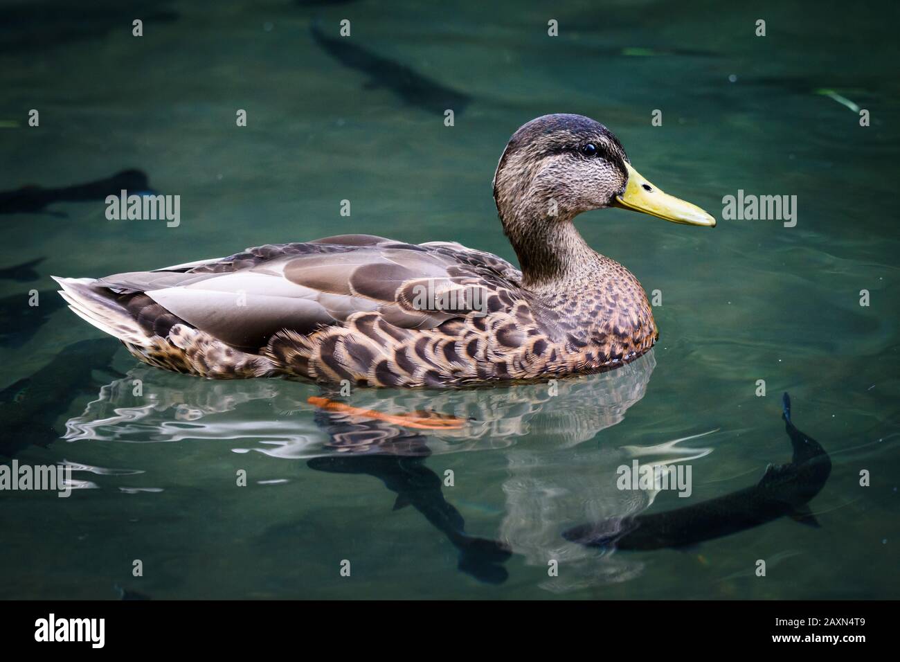 Baby fishes hi-res stock photography and images - Alamy
