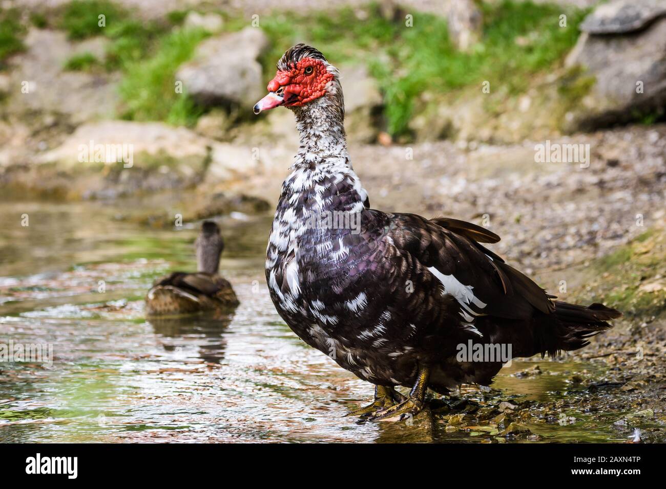 Ugly Goose Closeup Stock Photo - Alamy