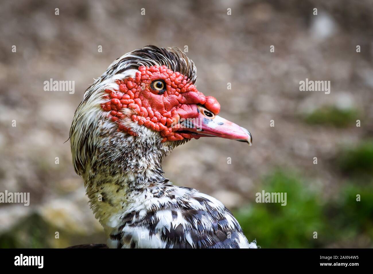 Ugly goose hi-res stock photography and images - Alamy