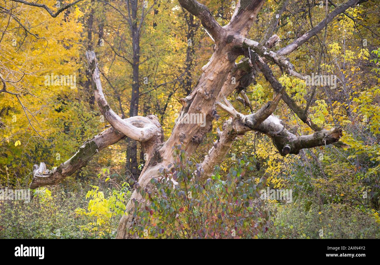 snag dry old trees in the forest green leaves Stock Photo - Alamy