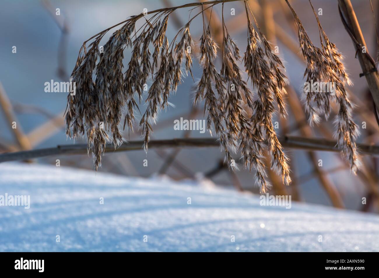 Grass seed stem hi-res stock photography and images - Alamy