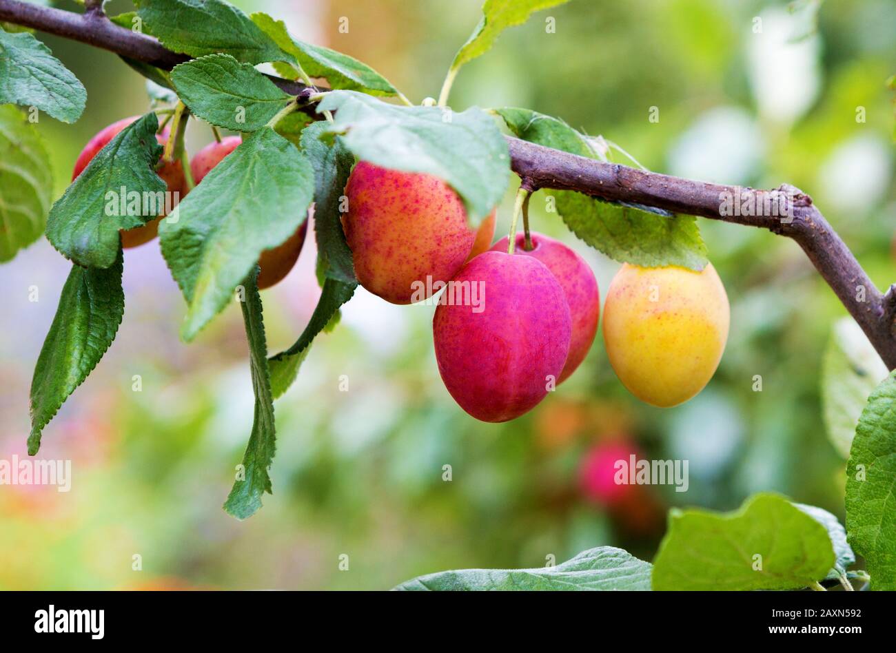 Plum tree hi-res stock photography and images - Alamy