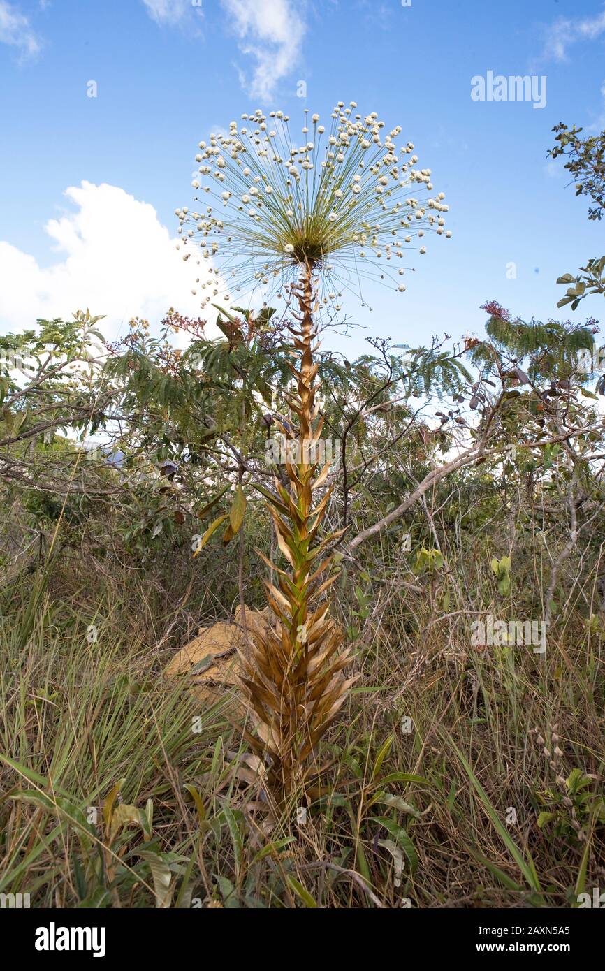 Chlorobionta angiospermae eriocaulaceae pepalanto hi-res stock ...