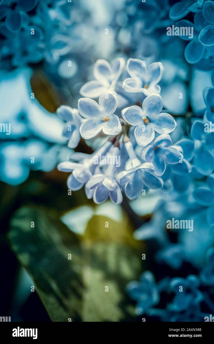 Four pointed hi-res stock photography and images - Alamy