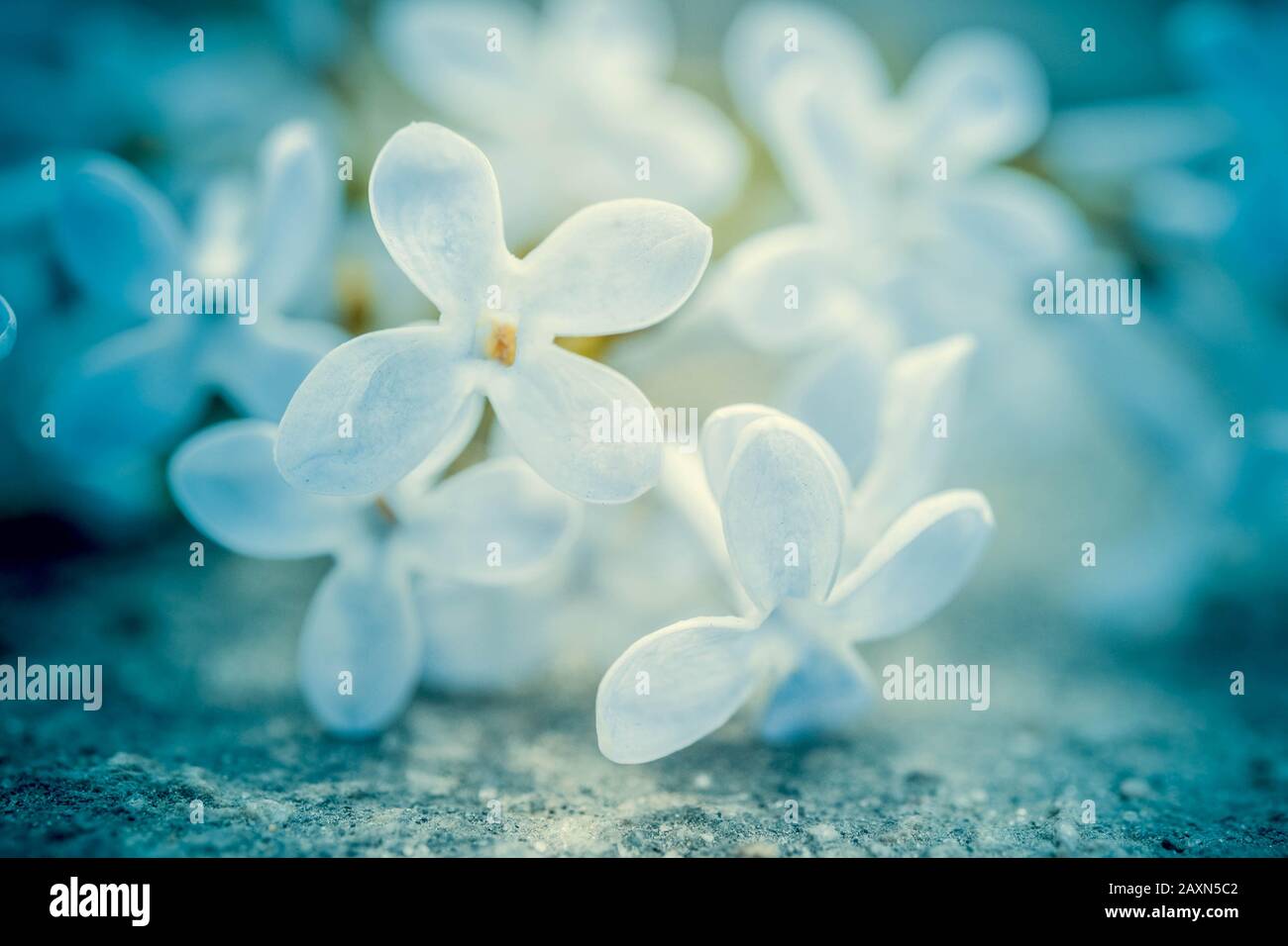 Four petals hi-res stock photography and images - Alamy