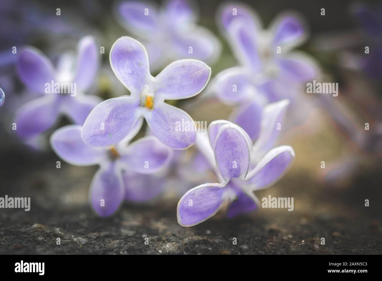 Lilac ground hi-res stock photography and images - Alamy