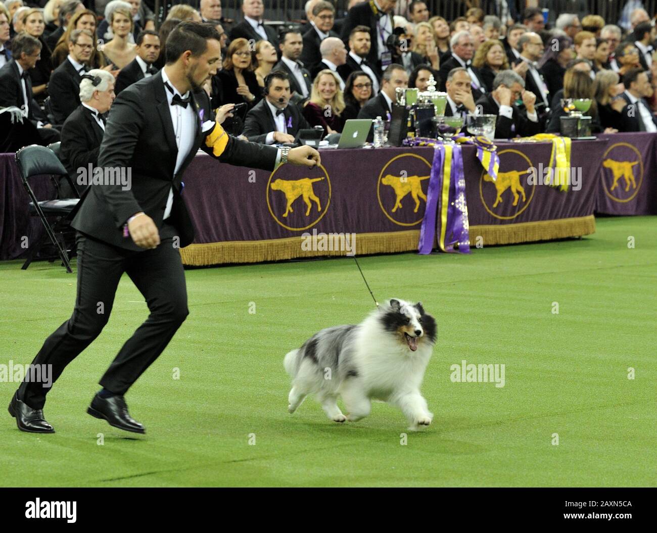 Shetland sheep dog "Conrad" Best in Show finalist at the 144th ...