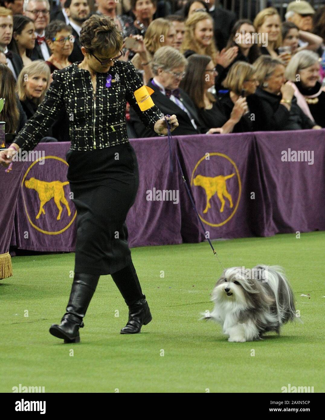 Havanese "Bono", Best in Show finalist at the 144th Westminster Kennel ...
