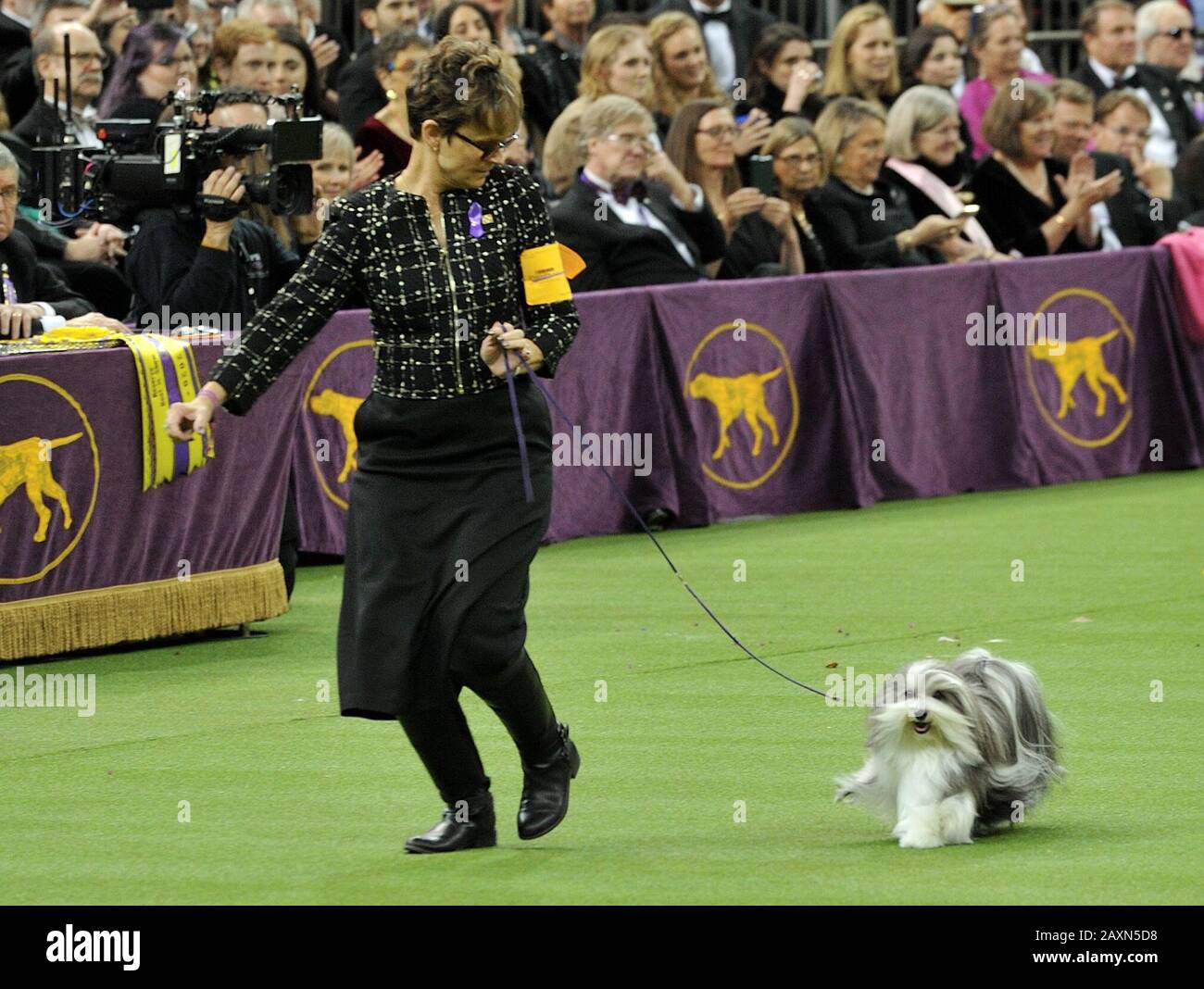 Havanese "Bono", Best in Show finalist at the 144th Westminster Kennel ...