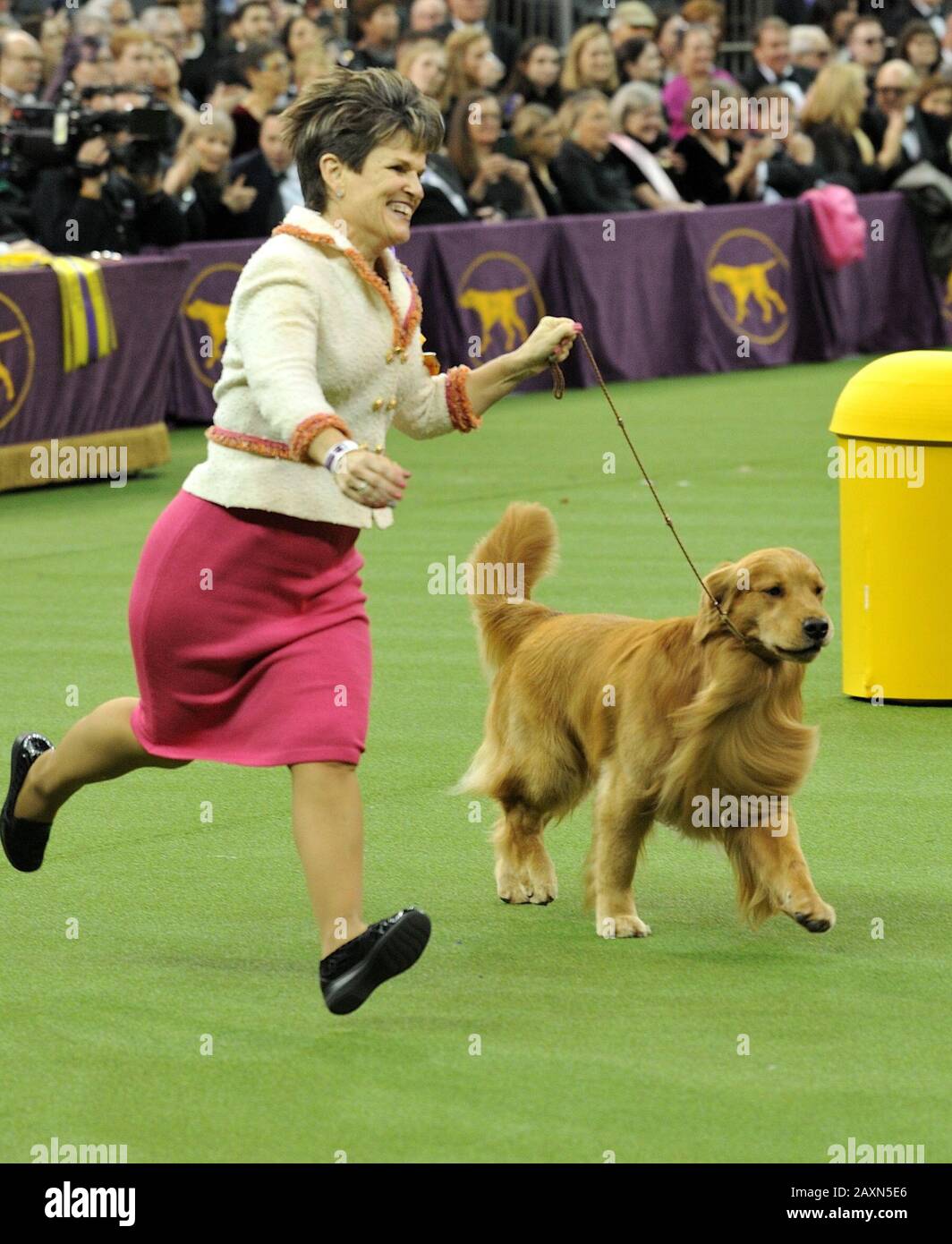 Golden retriever "Daniel", Best in Show finalist at the 144th ...