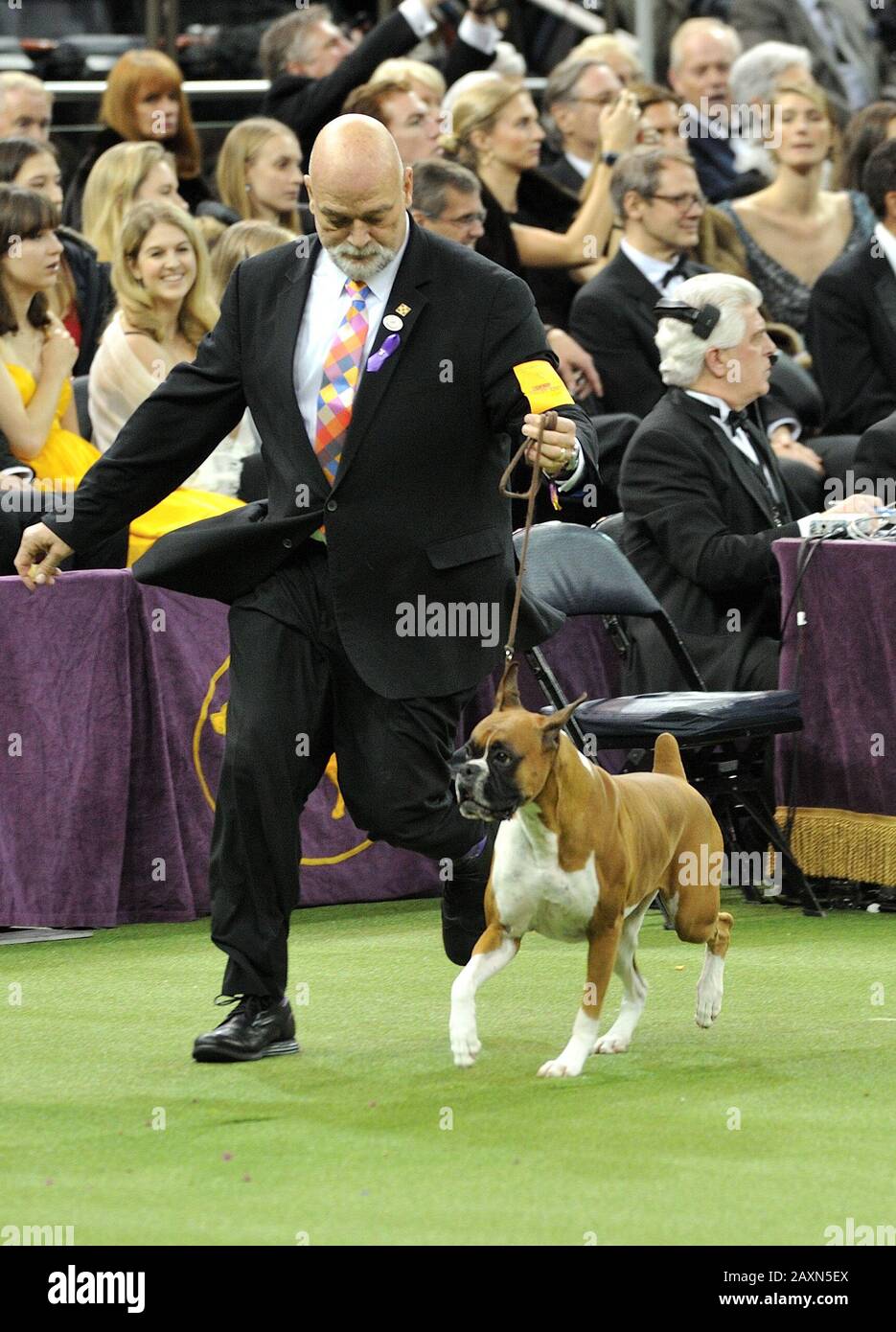 Boxer "Wilma", Best in Show finalist at the 144th Westminster Kennel ...