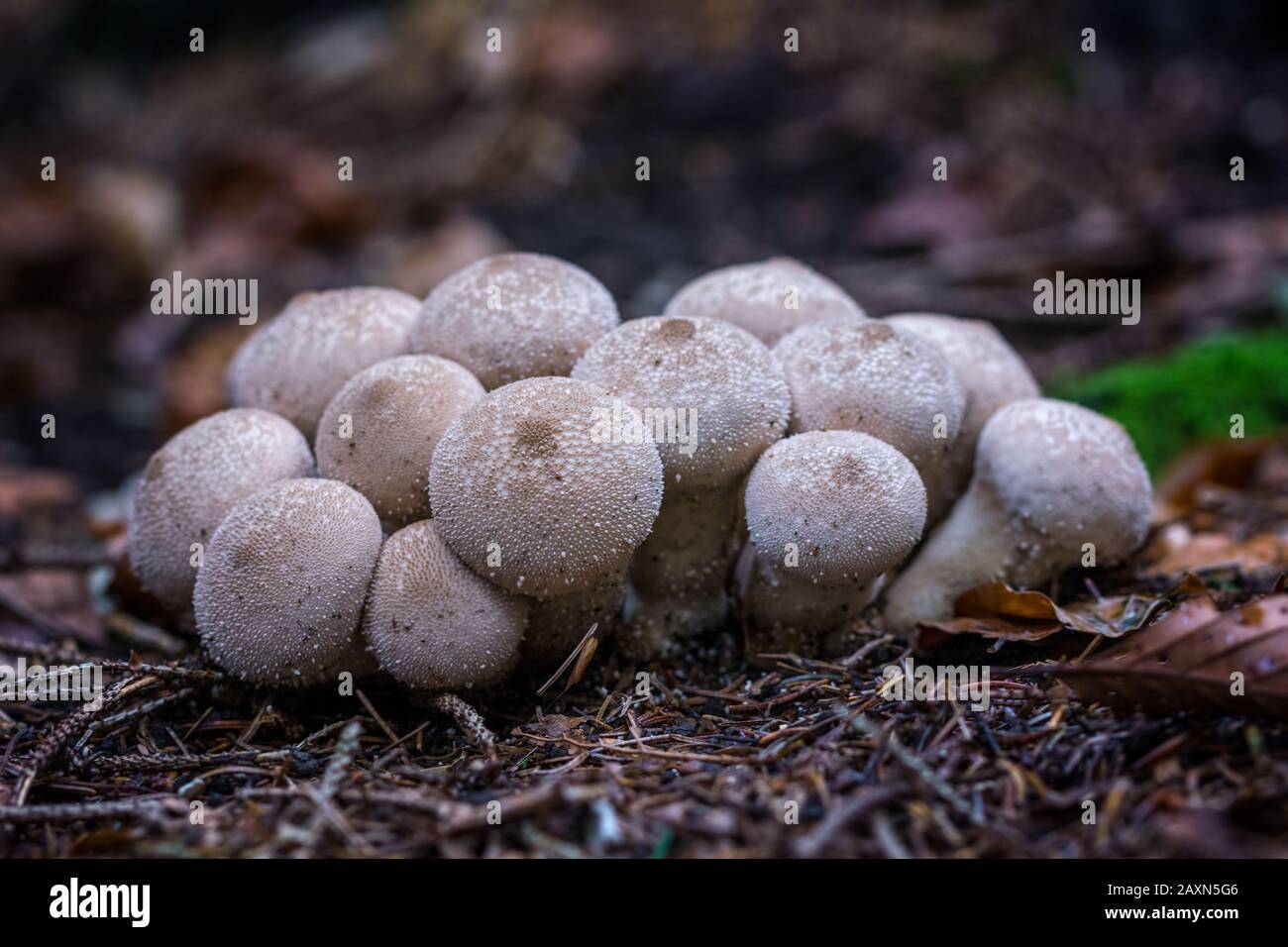 Wolf mushroom hi-res stock photography and images - Alamy