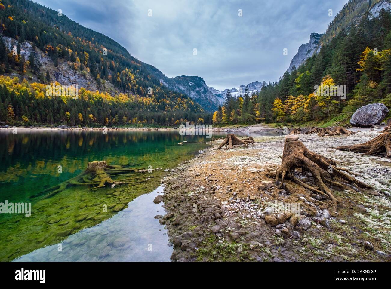Tree stumps after deforestation near Gosauseen lake, Upper Austria ...