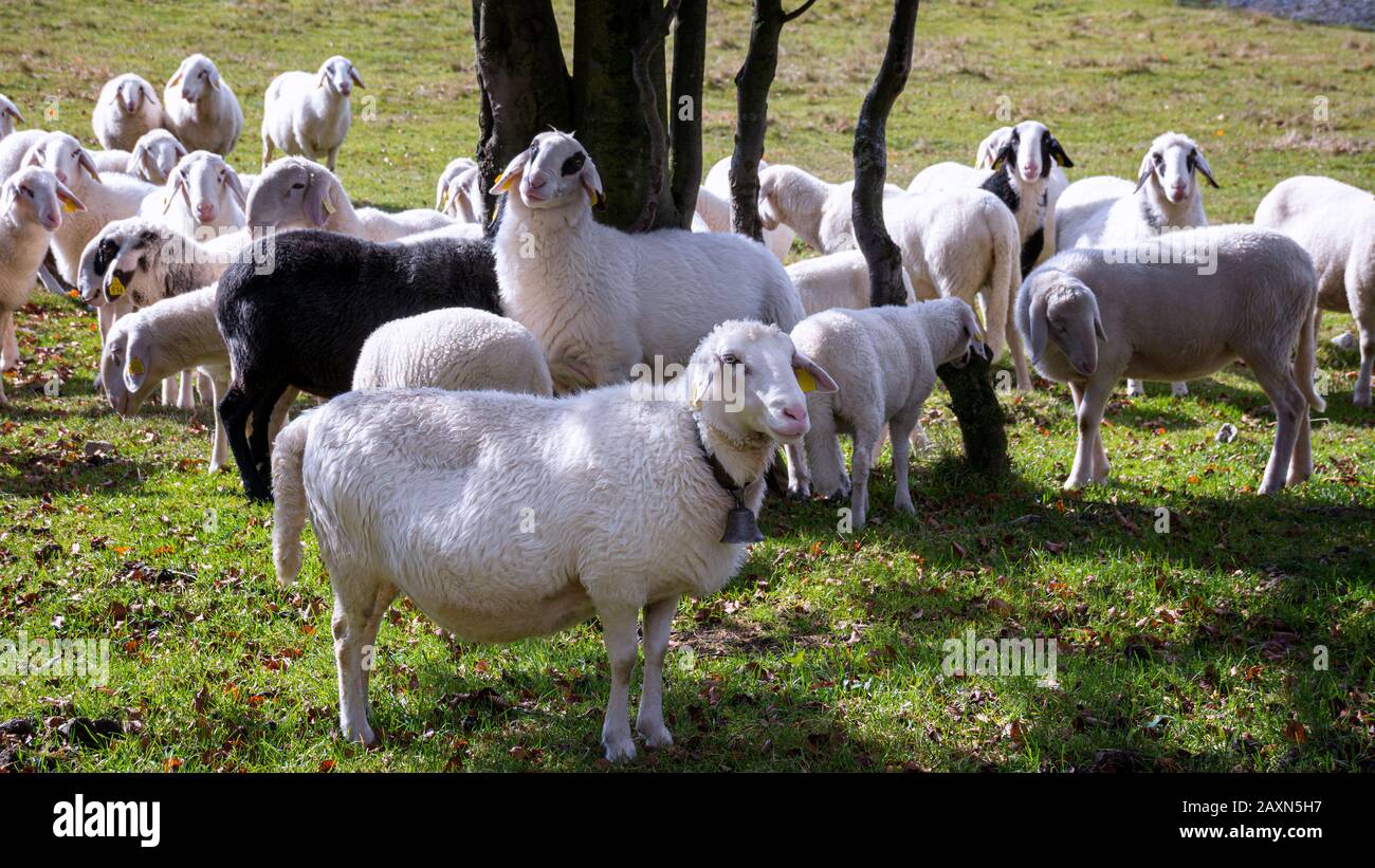 Black lamb under tree hi-res stock photography and images - Alamy