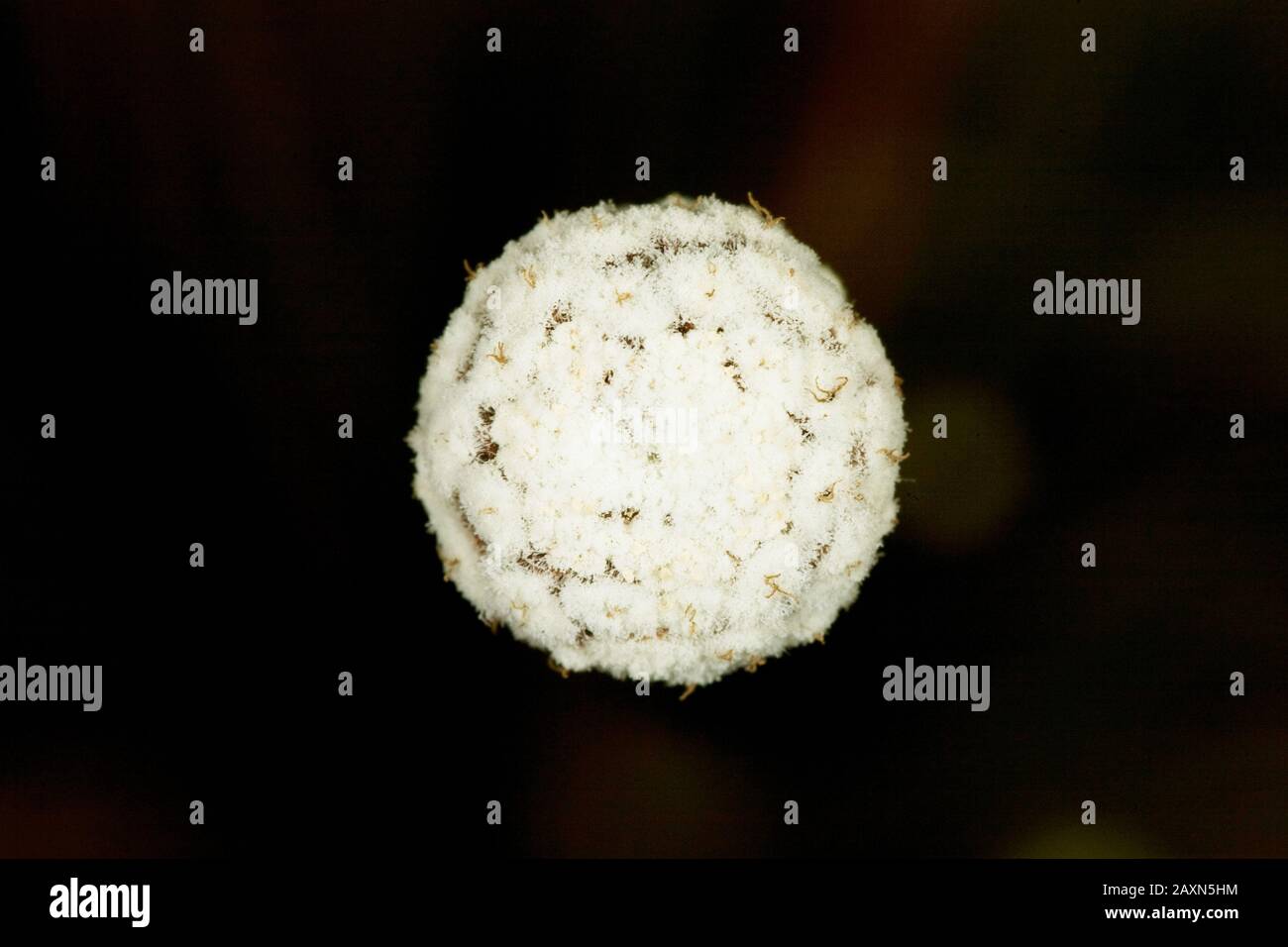 Detalhe da inflorescência de uma sempre-viva, Eriocaulaceae ...