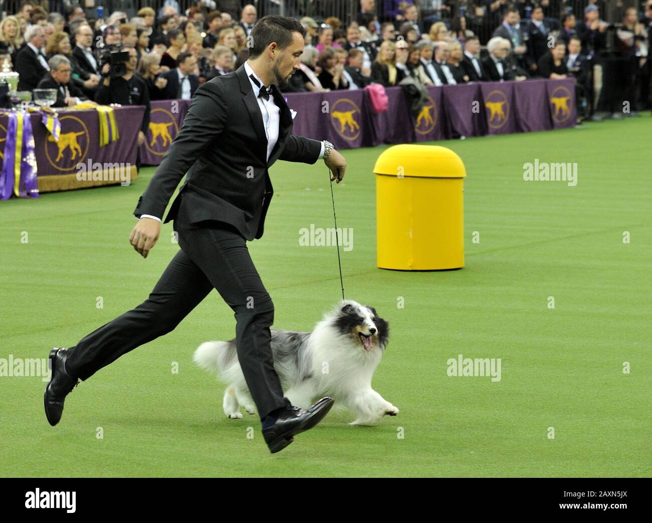 Shetland sheep dog "Conrad" Best in Show finalist at the 144th ...