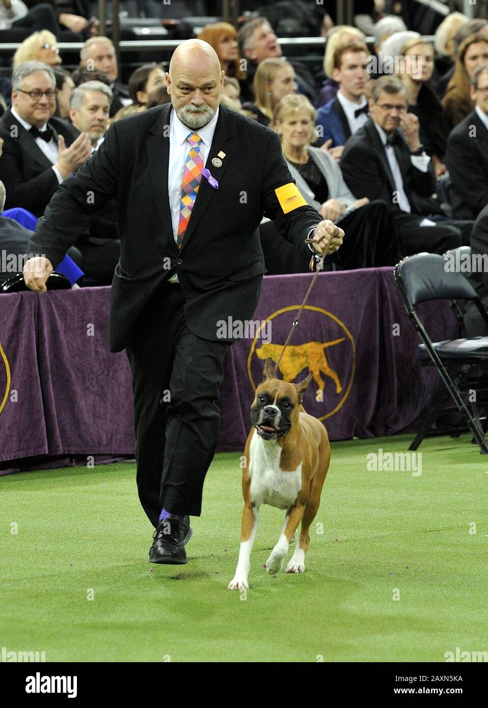 Boxer "Wilma", Best in Show finalist at the 144th Westminster Kennel ...