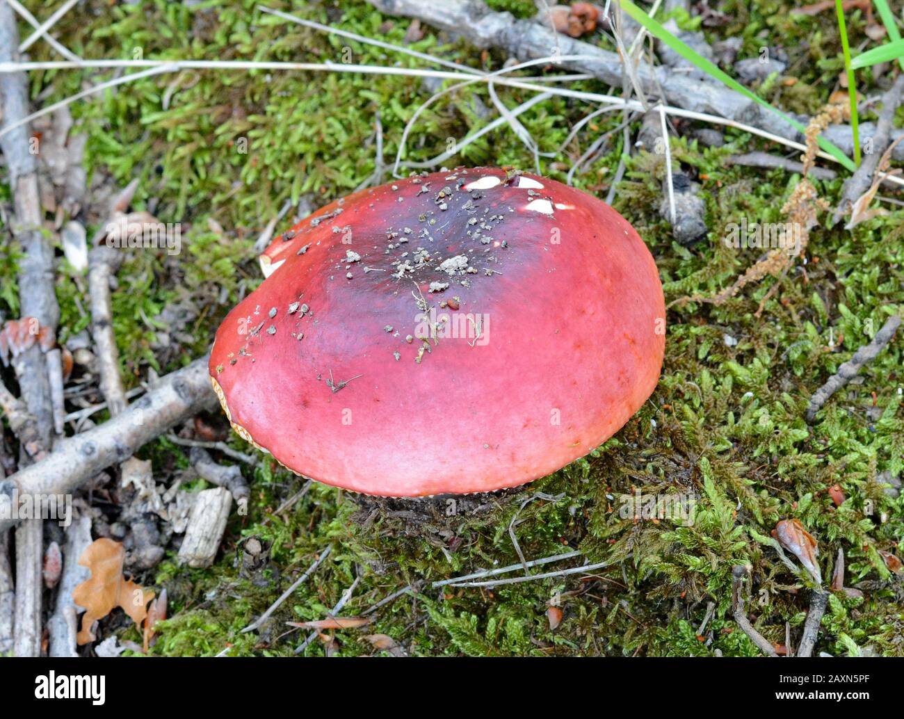 Russula rosea (synonym Russula lepida) known as the rosy russula ...