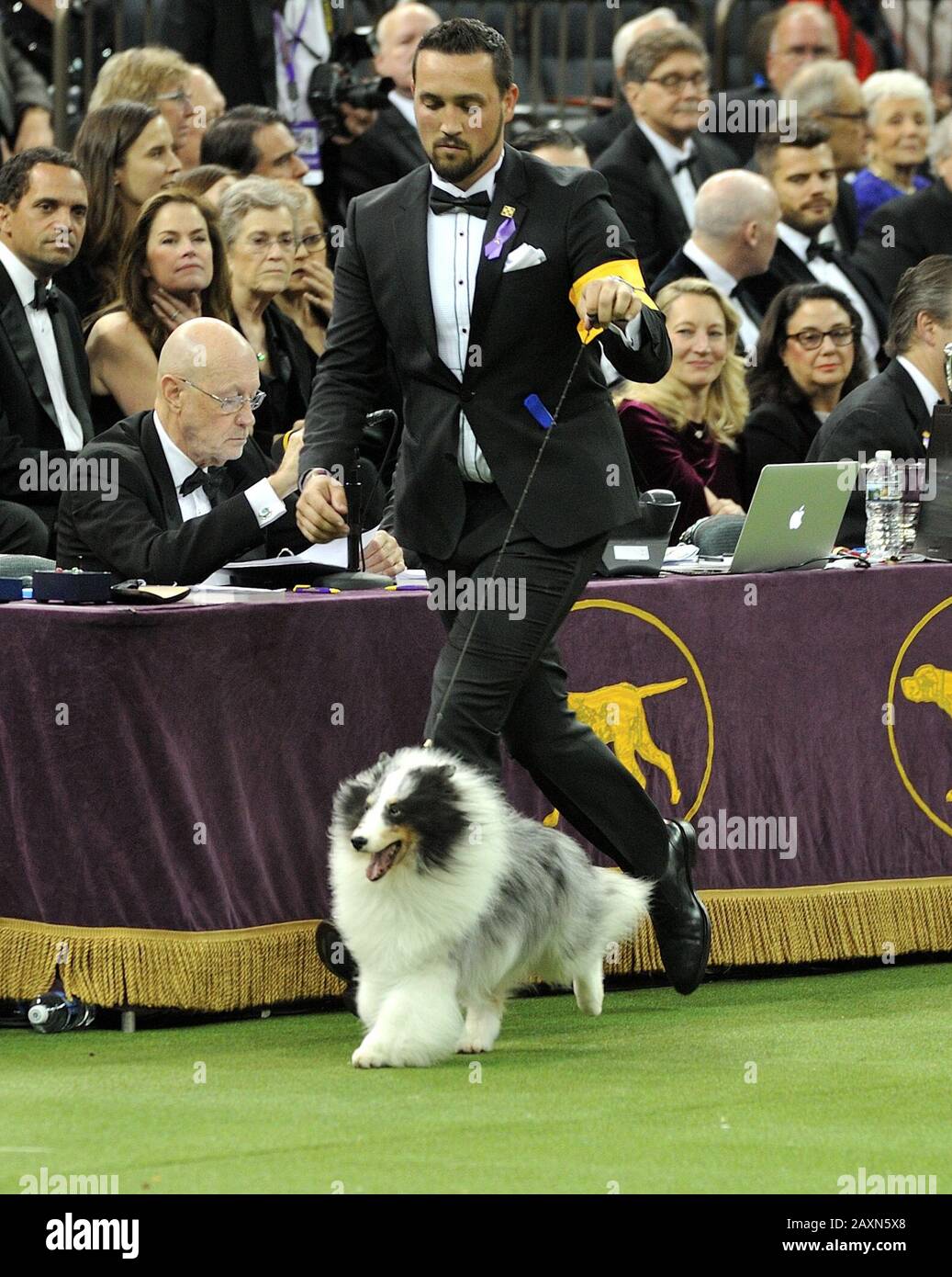Shetland sheep dog "Conrad" Best in Show finalist at the 144th ...