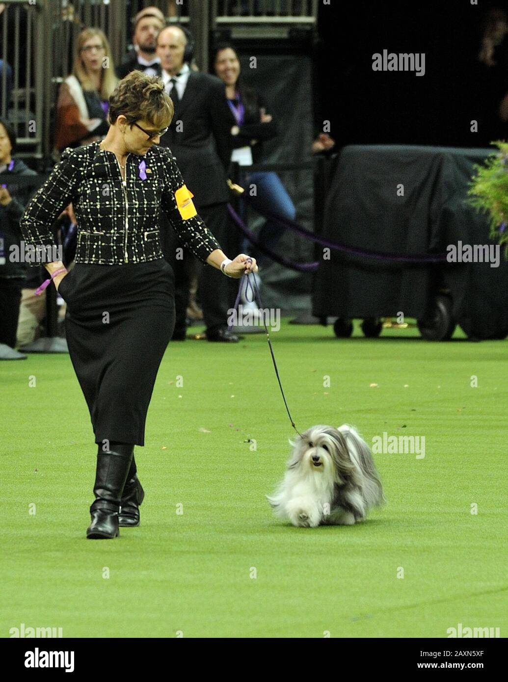 Havanese "Bono", Best in Show finalist at the 144th Westminster Kennel ...