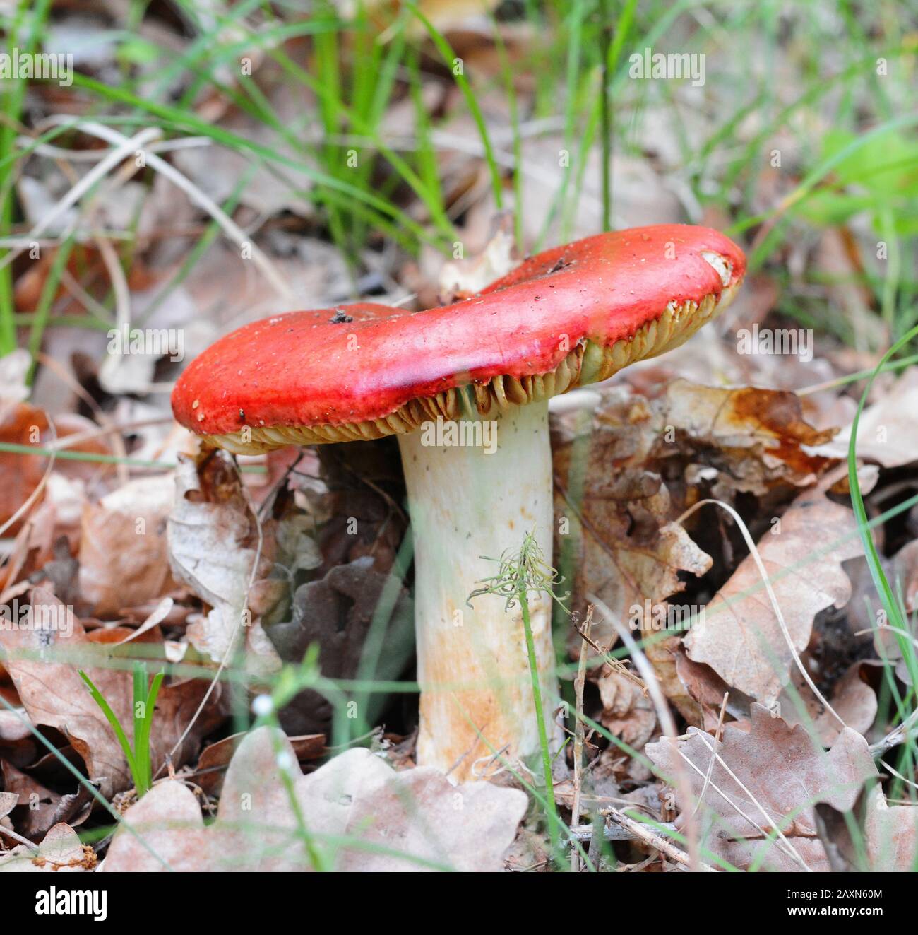 Russula rosea (synonym Russula lepida) known as the rosy russula ...