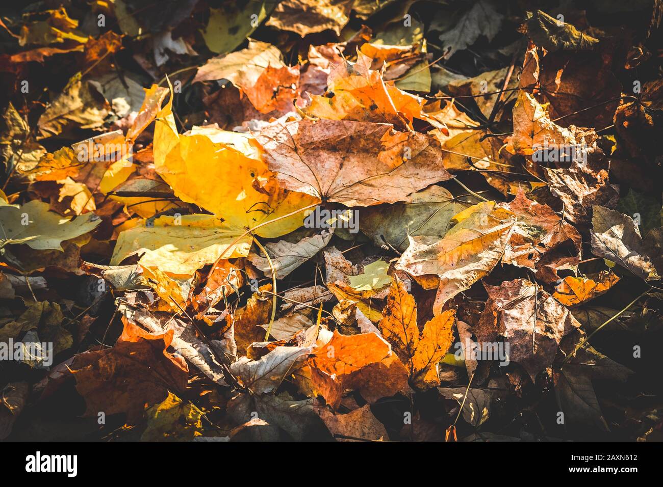 background dry maple leaves filter, view from above Stock Photo - Alamy