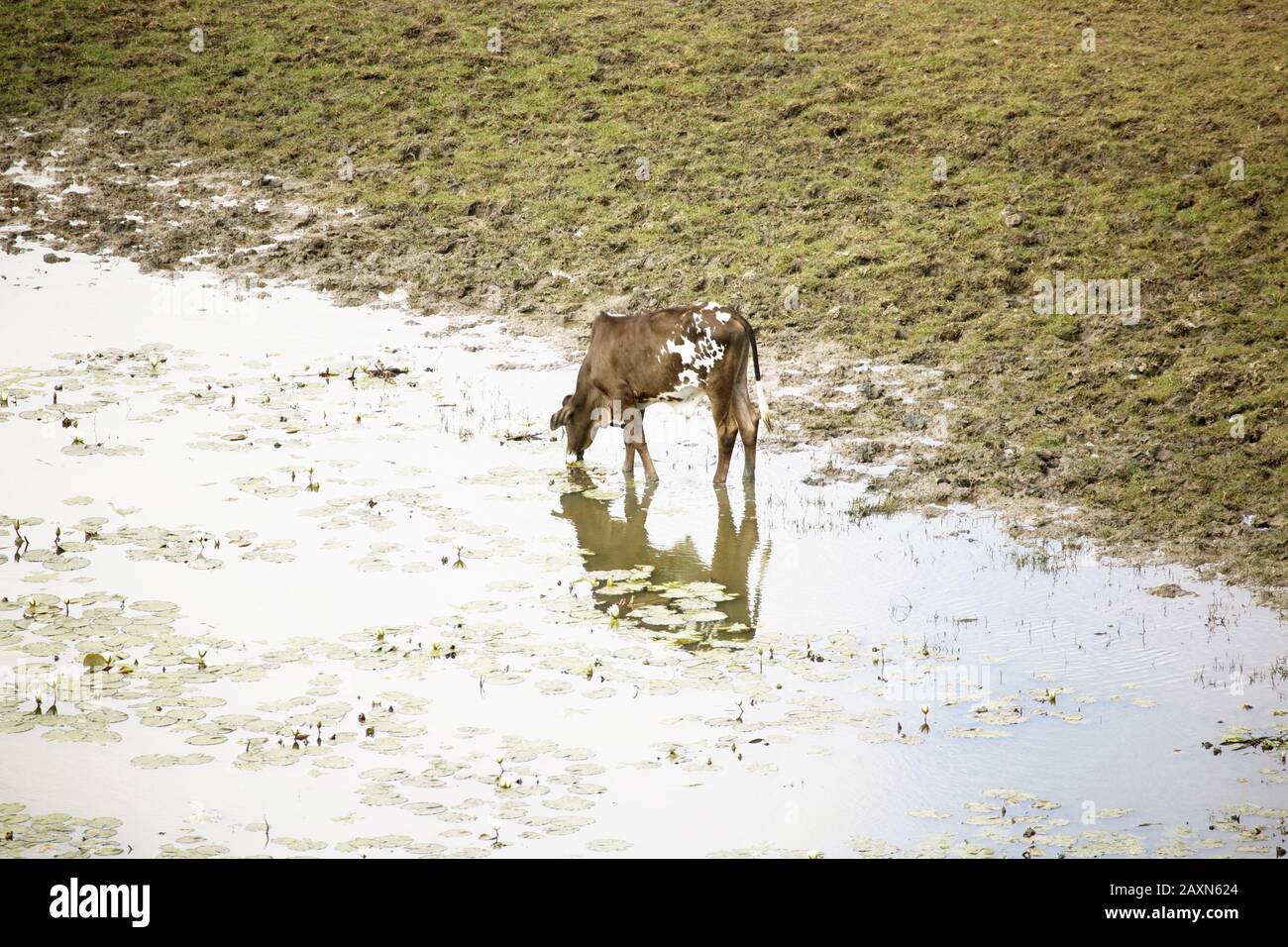Bos taurus, Animals Drinking Water in Dam, Boa Nova, Bahia, Brazil ...